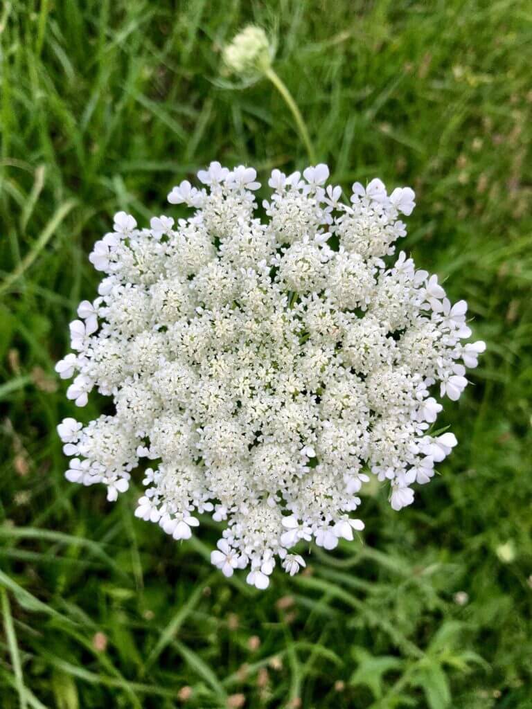 Gallery | The Azalea Inn